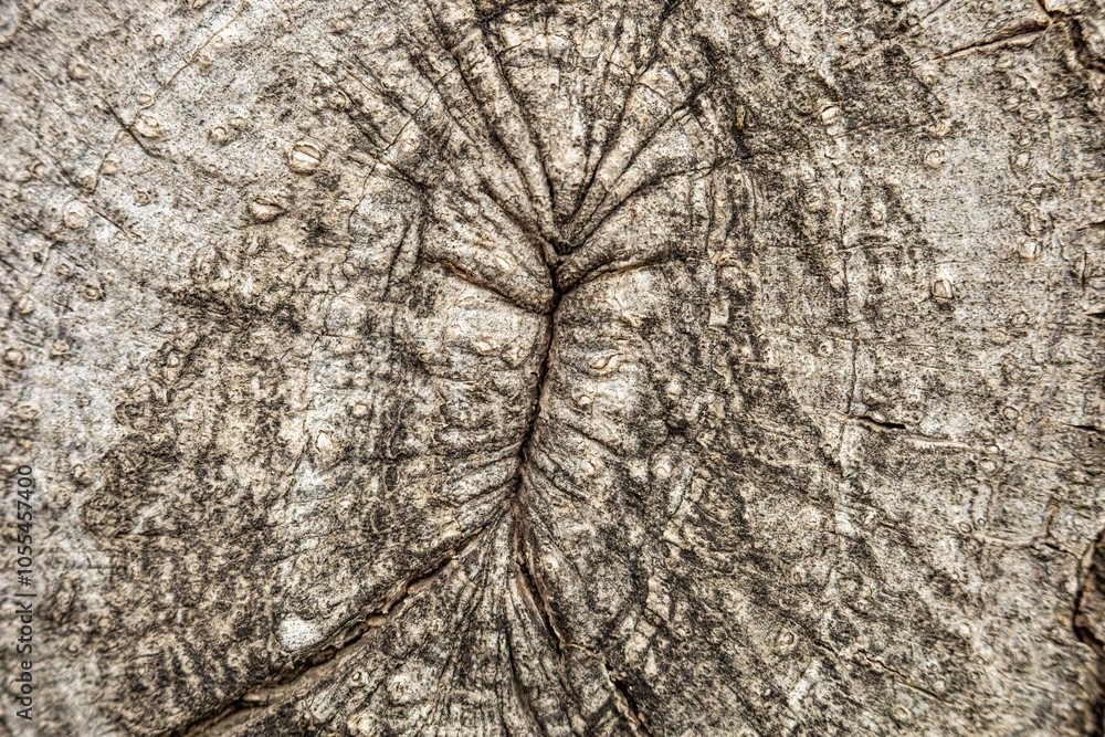 Granular material, solid wood with a structural surface for design ...