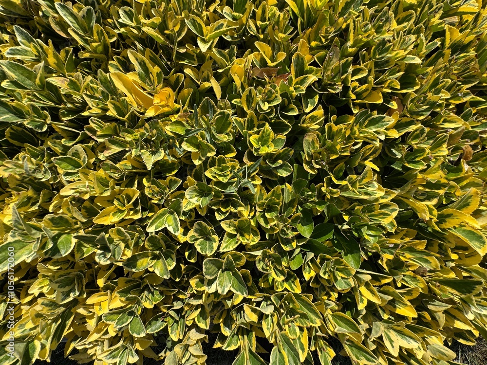Foto de Stock Gold Taflan (Euonymus Japonica Aurea) texture ...