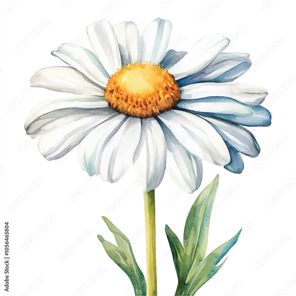 daisy flower watercolor clipart illustration isolated Stock Vector ...