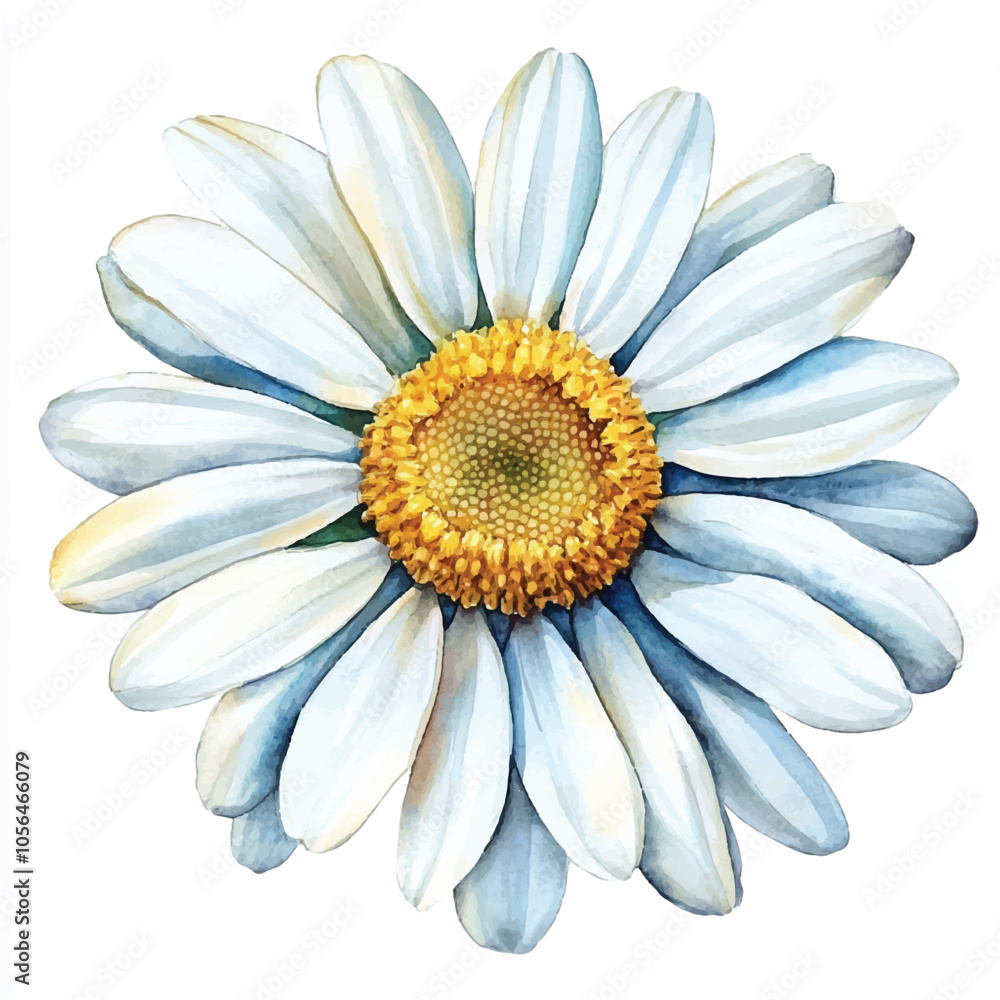daisy flower watercolor clipart illustration isolated Stock Vector ...