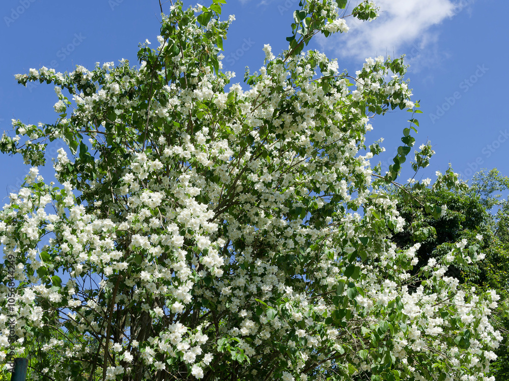 Scentless mock orange (Philadelphus inodorus) Majestic ornamental shrub ...