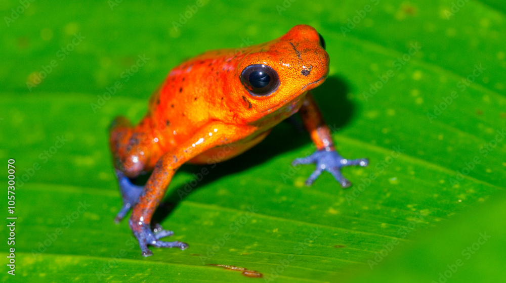 Dart Poison Frog, Blue Jeans, Oophaga pumilio, Dendrobates pumilio ...