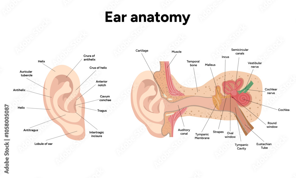 Inner Ear structure and function anatomy. Human ear vestibular system ...