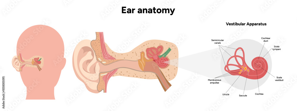 Inner Ear structure and function anatomy. Human ear vestibular system ...