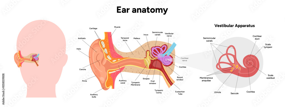 Inner Ear structure and function anatomy. Human ear vestibular system ...