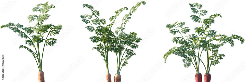 Set of Daucus carota (wild carrot, European wild carrot, bird's nest ...