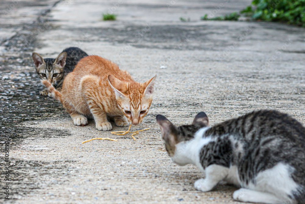 Threes cute little cats color playing together on the floor, concept ...