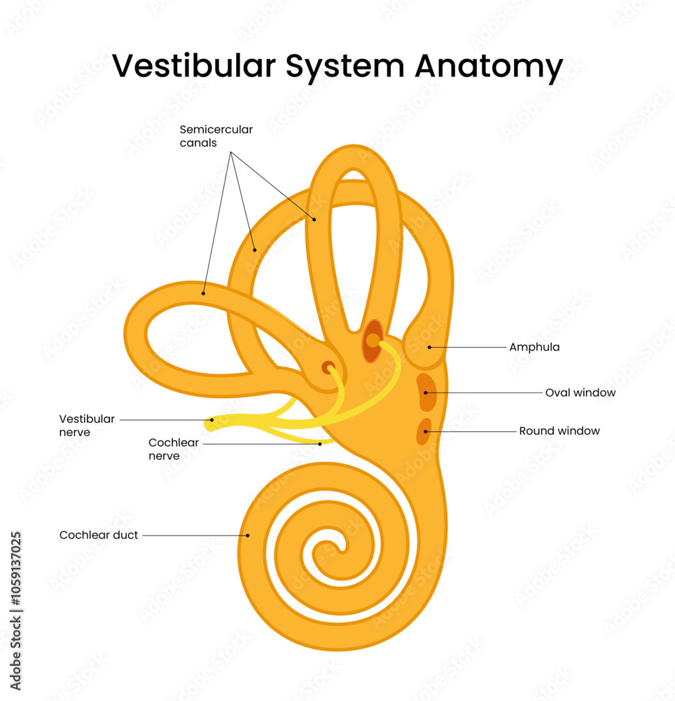 Diagram of Vestibular System Anatomy Stock Vector | Adobe Stock