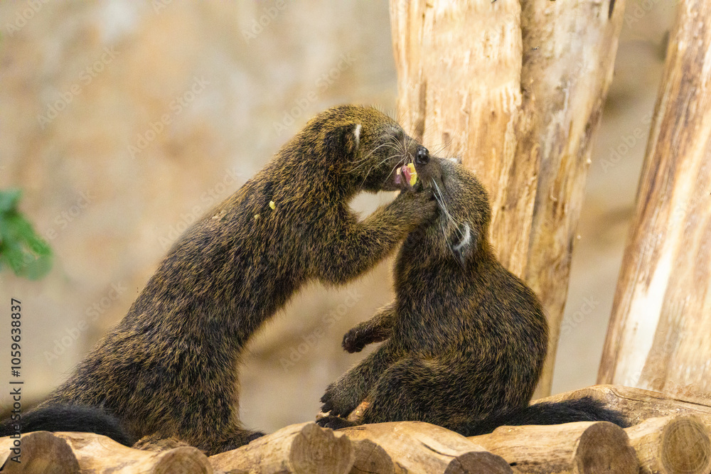 Binturong Arctictis binturong, also known as bearcat. Wildlife animal. Stock Photo | Adobe Stock
