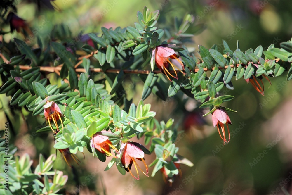 Lemon-scented Darwinia (Darwinia citriodora) flowers. Native Australian ...