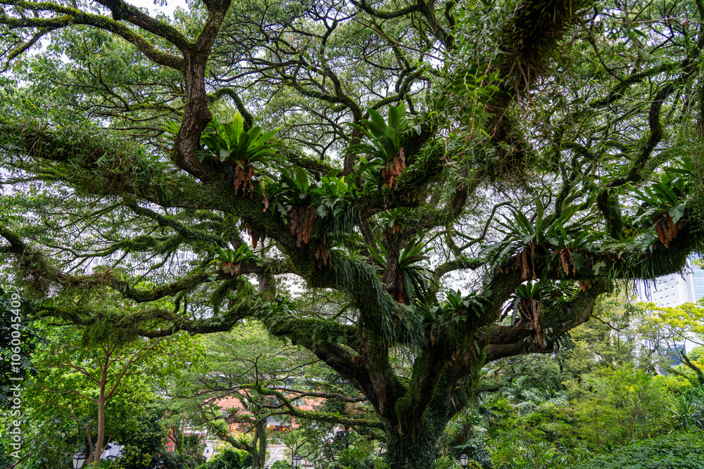 Rain Tree (Samanea Saman, Monkeypod, Chankiri Tree) with Bird's Nest ...