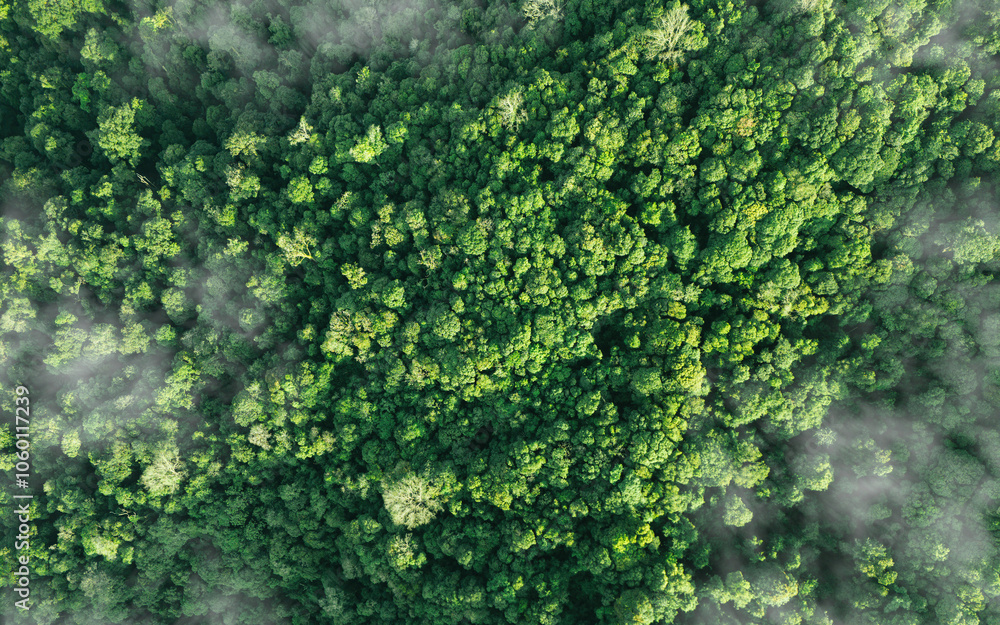 Aerial top view of green trees in forest. Green tree nature background ...