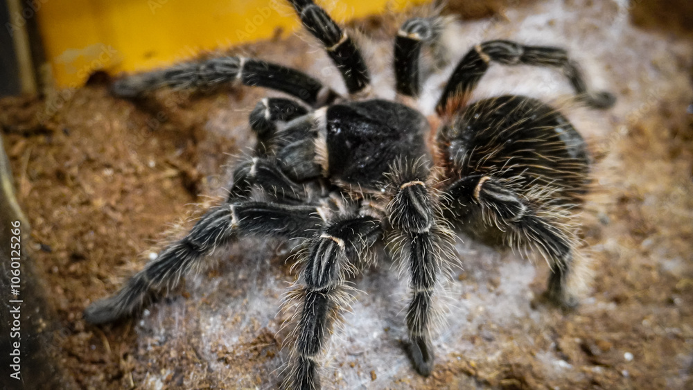 Close-up of a tarantula showcasing its unique features: hairy legs ...
