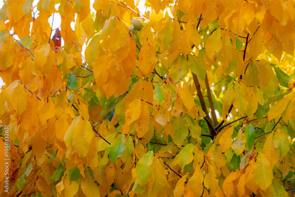 Selective focus of golden yellow leaves on the tree in autumn, Asimina ...