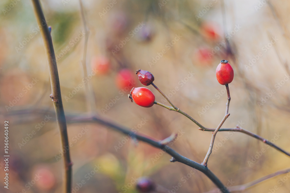 Rose hip, bush, fruits, self-sufficiency, garden. Red rosehip berries ...