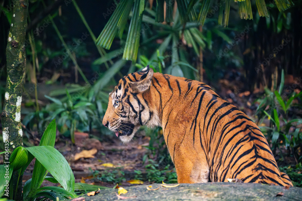 Malayan Tiger (Panthera Tigris Jacksoni), a critically endangered ...