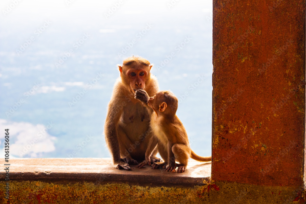 Cute Baby Monkey playing with his mother. Spotted and clicked at ...