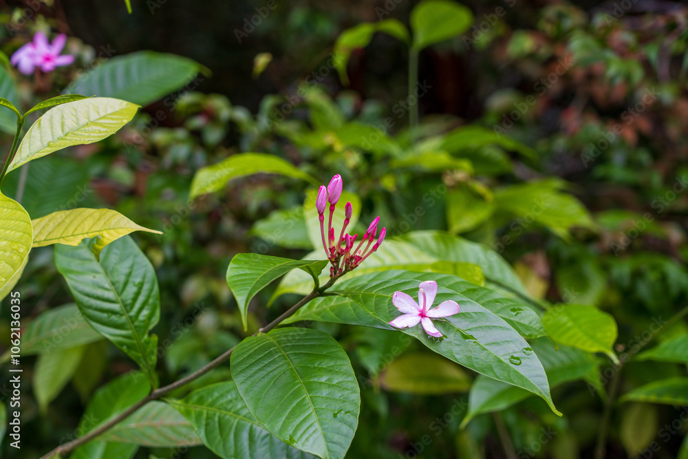 Fotografie Pink Kopsia (Kopsia fruticosa, Cerbera Fruticosa, Kopsia ...