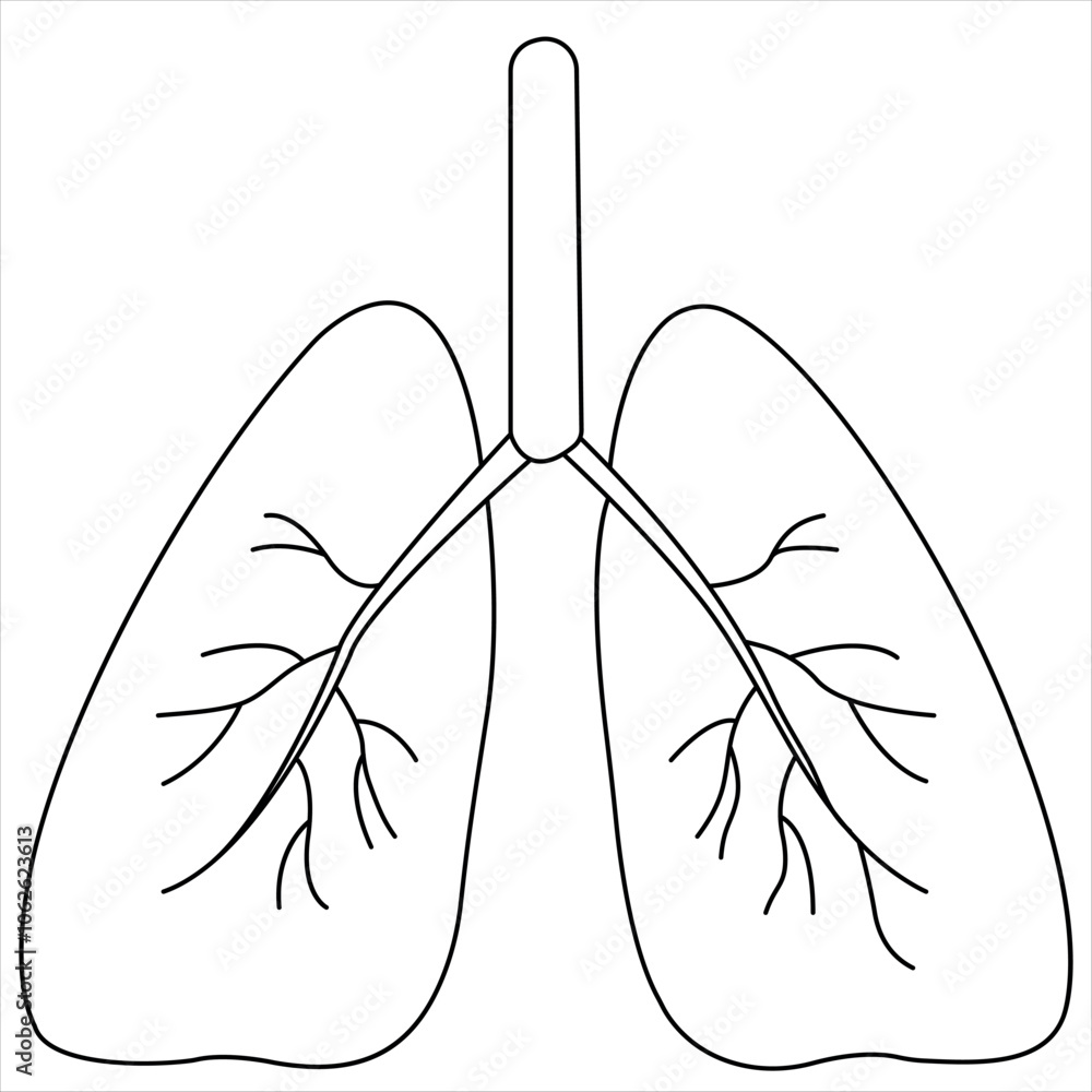Continuous single line drawing of anatomical human lungs organ medical ...