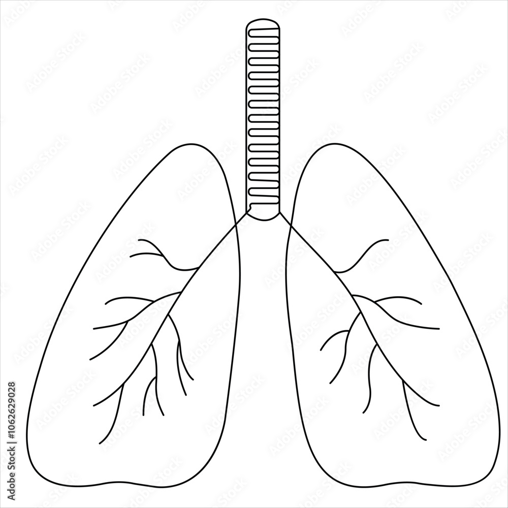 Continuous single line drawing of anatomical human lungs organ medical ...