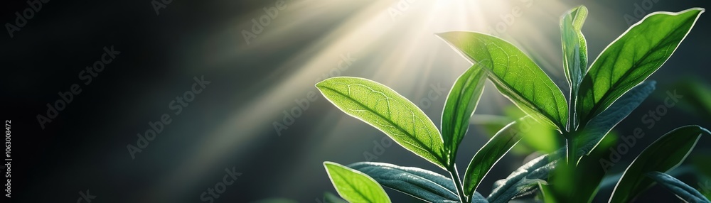 Bright plants illuminated by sunlight, representing a step-by-step ...