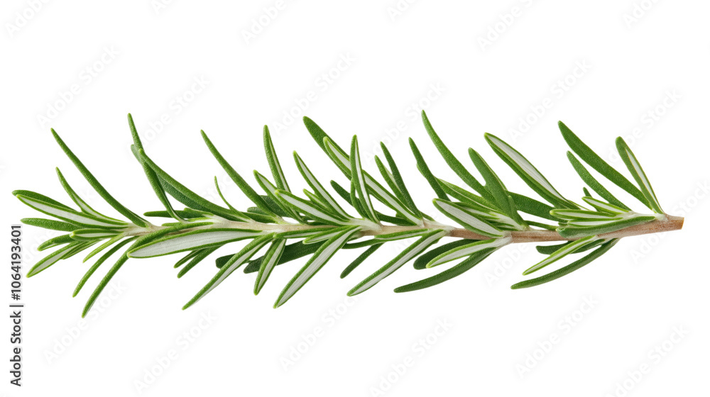 Single green rosemary plant with dark green leaves and light green ...