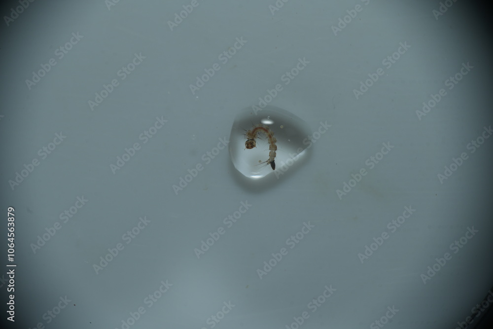 Mosquito larvae, often called "wigglers," are the immature aquatic ...