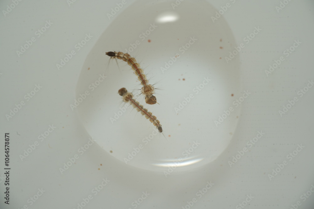 Mosquito larvae, often called "wigglers," are the immature aquatic ...