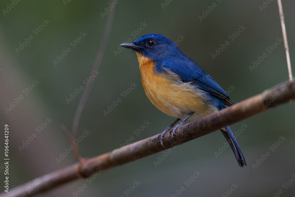 Nature wildlife image of Dayak blue bird Endemic of Borneo bird on deep ...