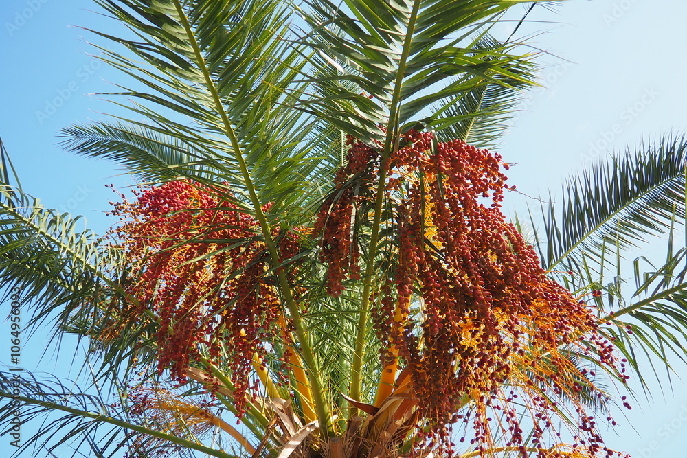 Ripening dates fruit on a palm tree branches, Phoenix dactylifera ...
