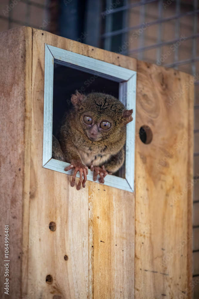 The spectral tarsier (Tarsius tarsier) is a small, nocturnal primate ...