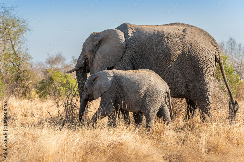 The African bush elephant, Loxodonta africana, also known as the ...