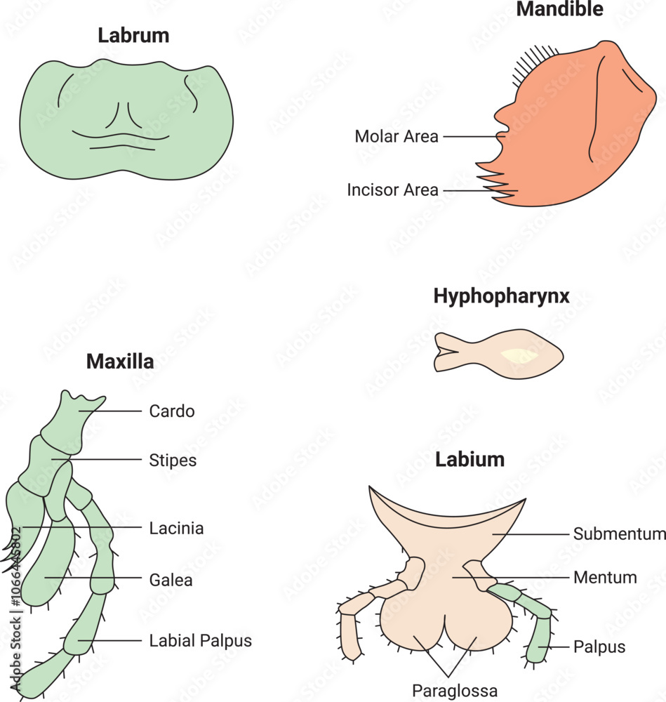 Labrum Mandble Hyphopharynx Maxila Labium Science Design Vector ...