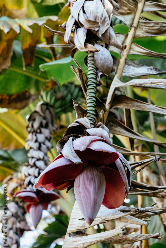 Musa acuminata with inflorescence. Deep red purple banana blossom on ...