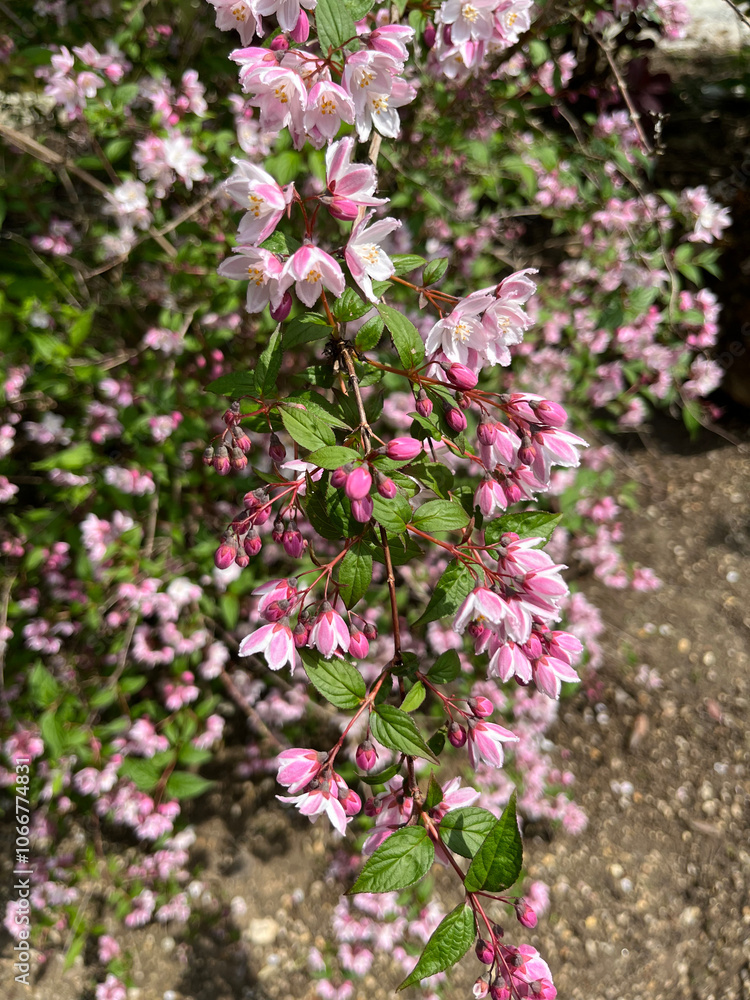 Deutzie Mont Rose, Magicien, Deutzia hybride - Deutzia hybrida ...