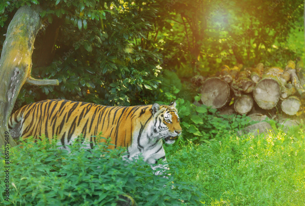Siberian tiger walking on green grass in the sun. The largest predator ...