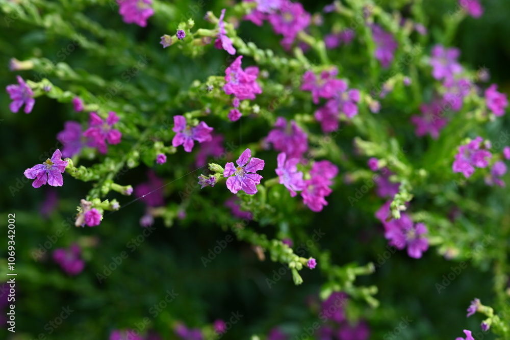 Cuphea hyssopifolia (False heather) flowers. Lythraceae evergreen shrub ...