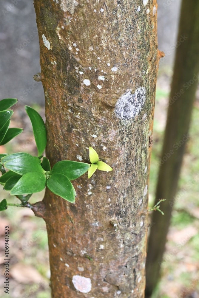 Nageia nagi (Asian bayberry) tree. A Podocarpaceae evergreen tree ...