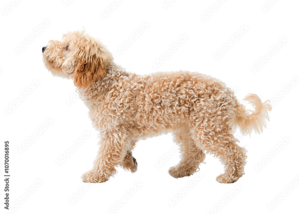 Cute Poodle walking, side view Stock Photo | Adobe Stock