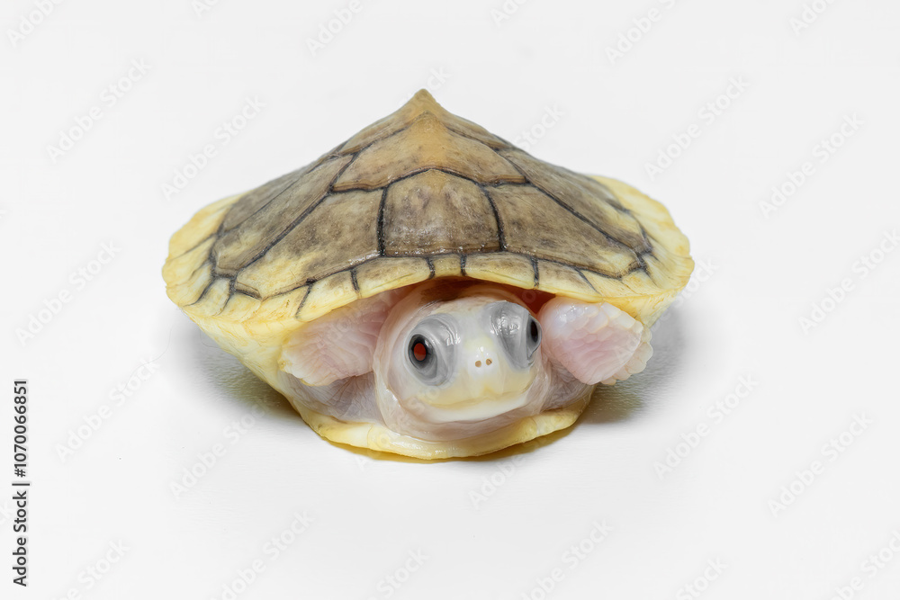 Caramel Pink Albino Red-Eared Slider Turtle is a rare and fascinating ...