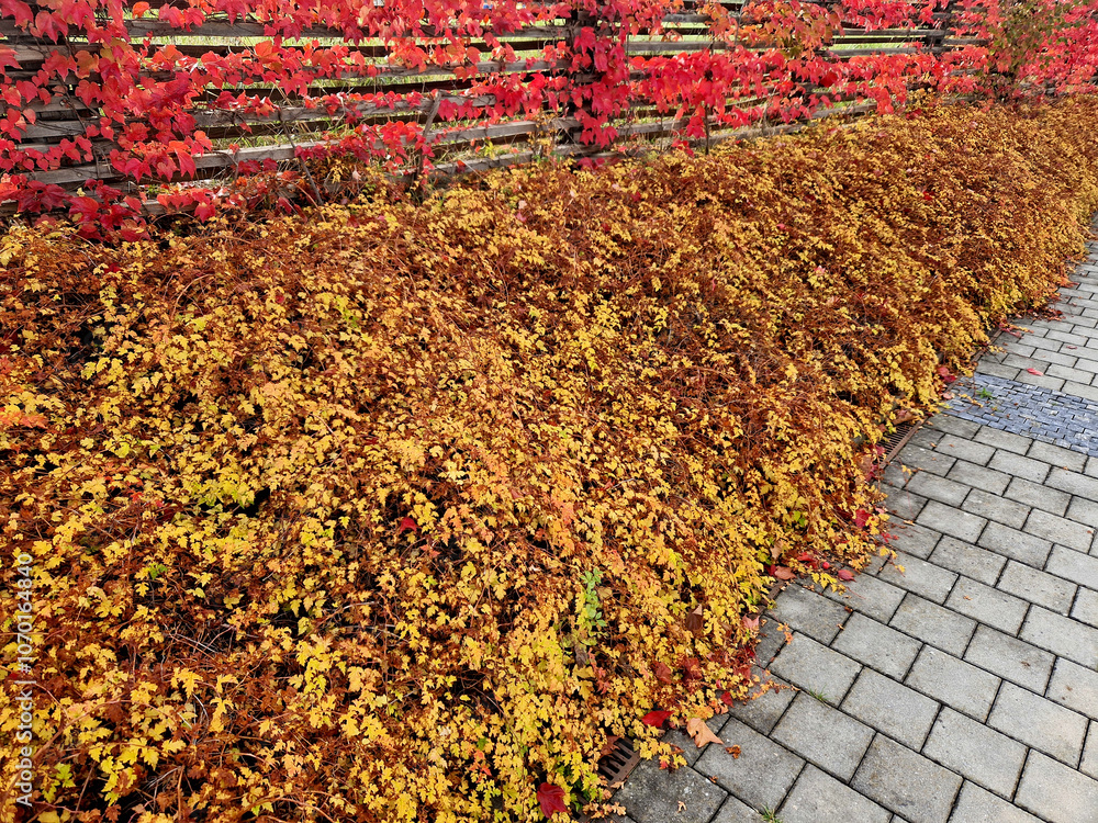 small to medium-sized shrub forming large thickets.This graceful shrub ...