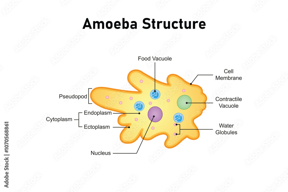 Amoeba Cell Structure Science Design. Vector Illustration. Stock Vector ...