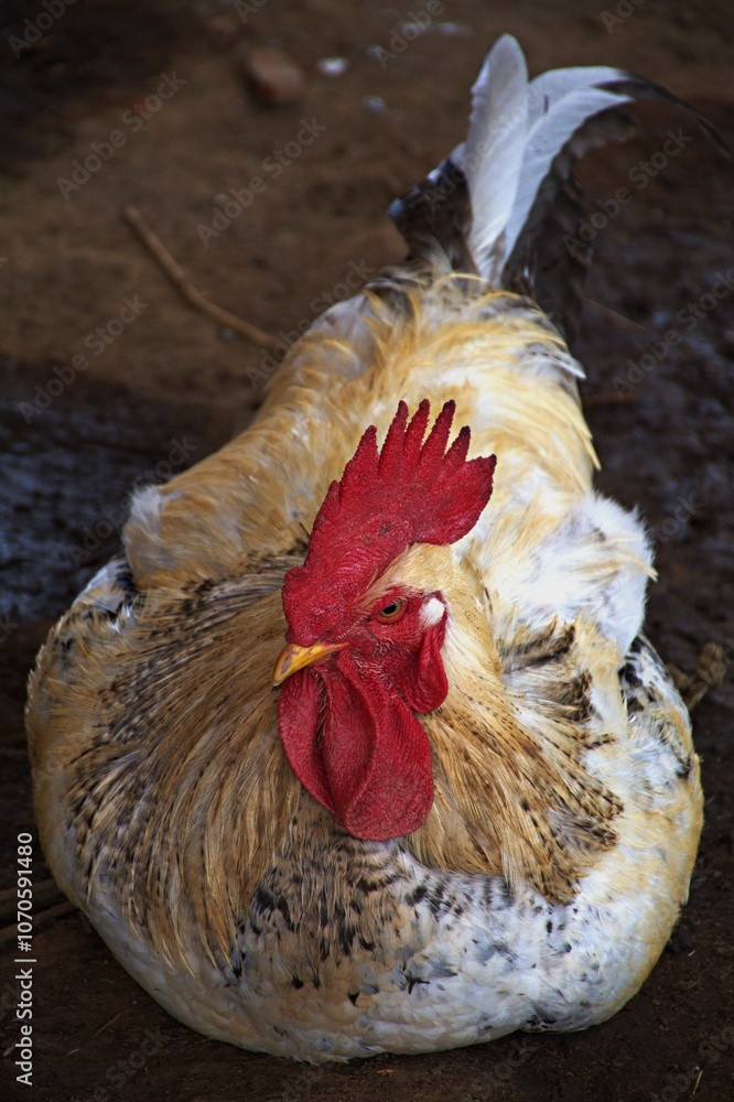 Bantam Chicken (Gallus gallus domesticus) is classified as the Aves ...