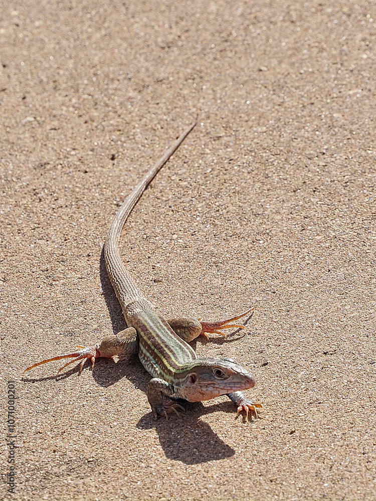 Texas spotted whiptail is a species of long-tailed lizard, in the ...