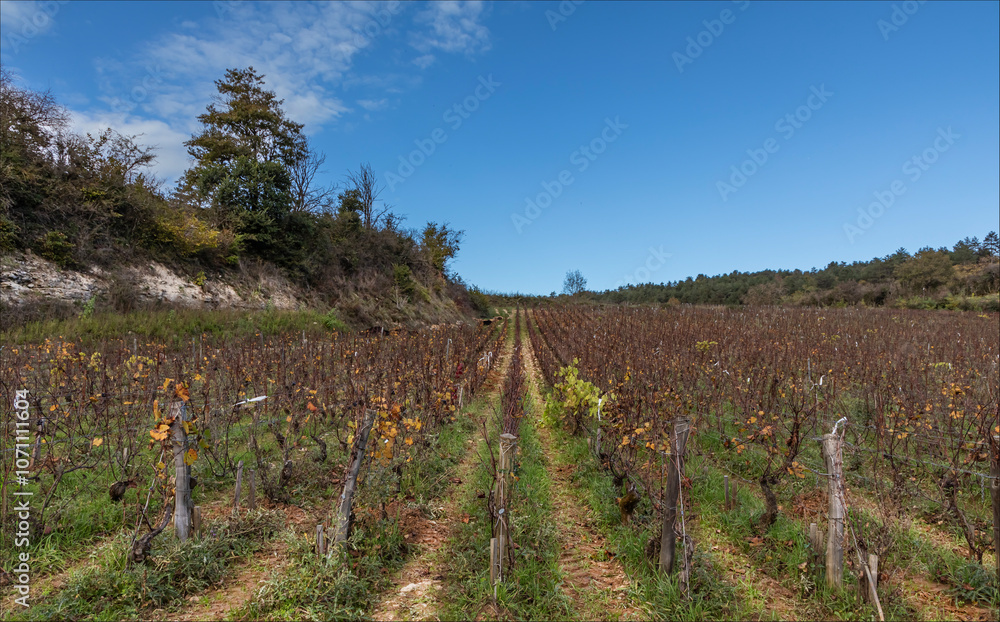 Vineyard displaying white indicator attached to the vines where a bush ...