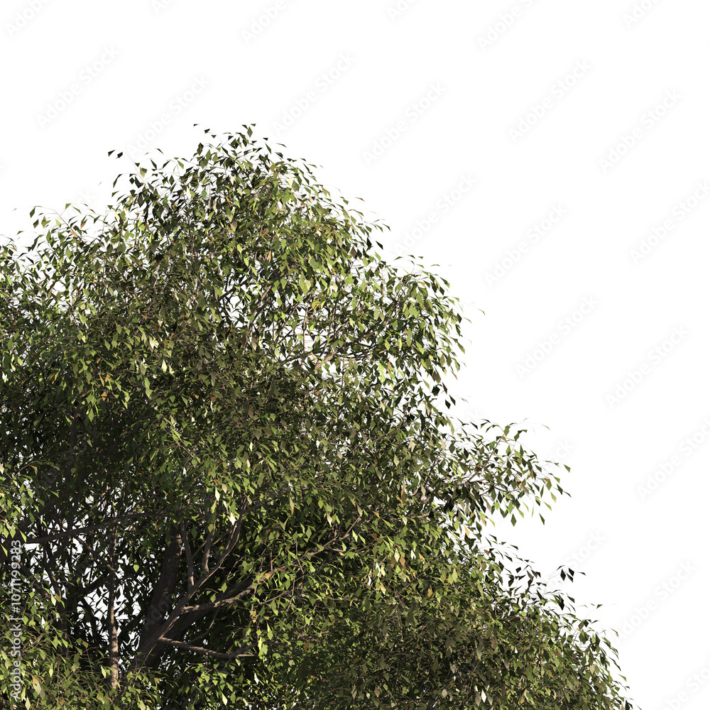 Green tree branch isolated on transparent background. green leaf tree ...