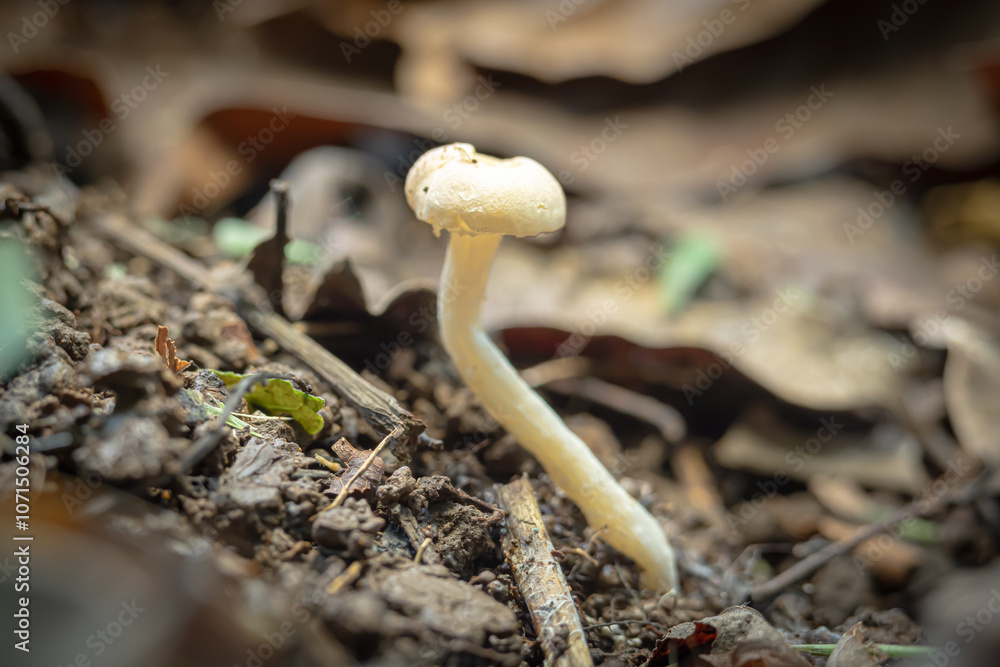 lentinus sp. Mushroom growing on a dead wood that has rotted and is ...