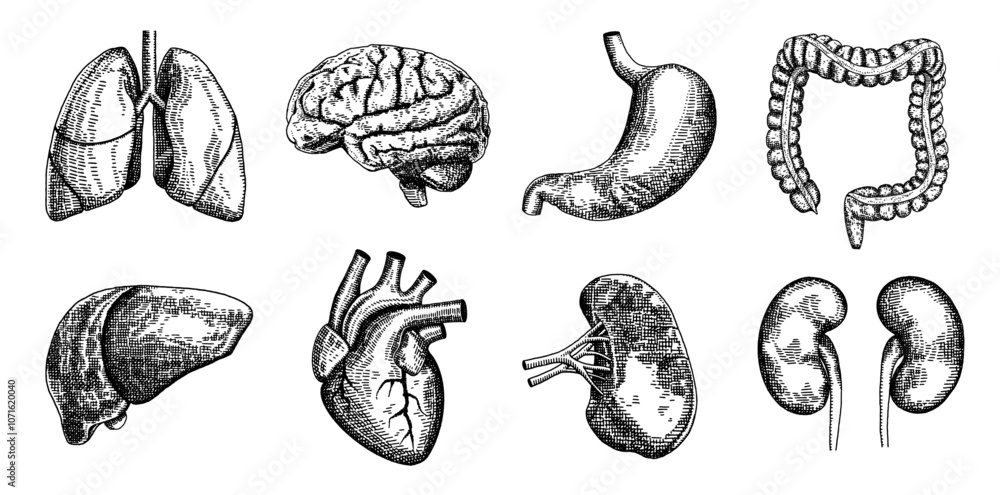 Human anatomy body internal organs engraved illustrations set. Hand drawn sketch, brain, lungs ...