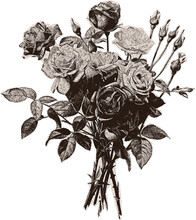 Roses Flowers Vintage Collage Free Stock Photo - Public Domain Pictures