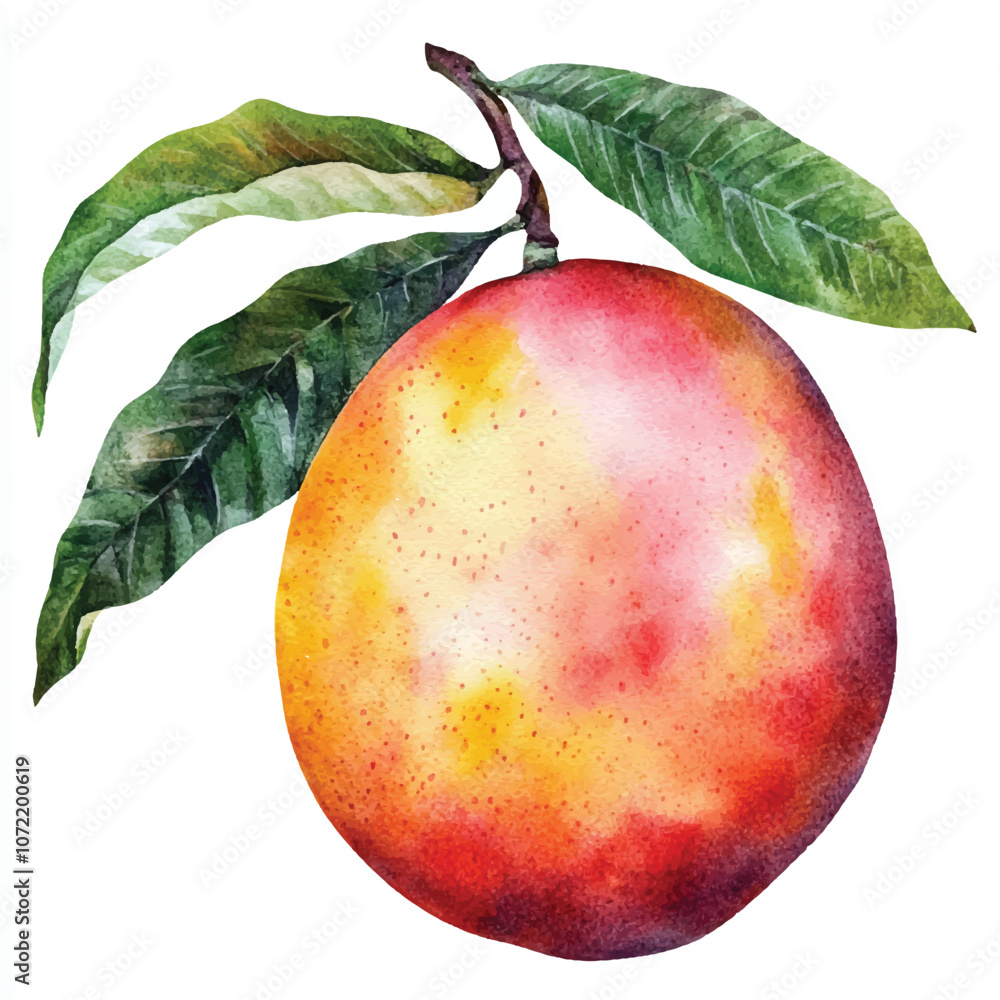 Mango fruit watercolor clipart illustration Stock Vector | Adobe Stock